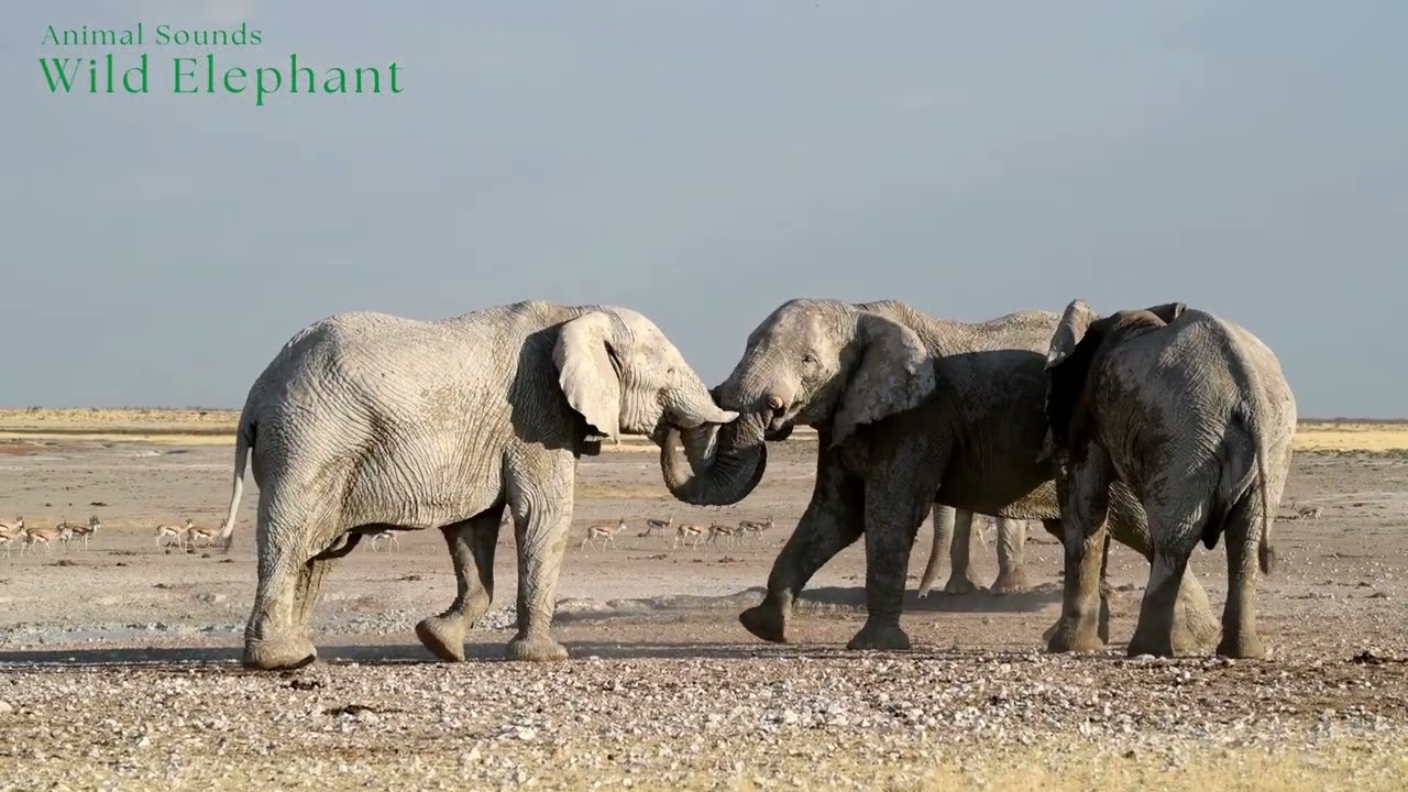 Animal Sounds | ELEPHANT SOUND | Wild Animal Sounds with video real ...