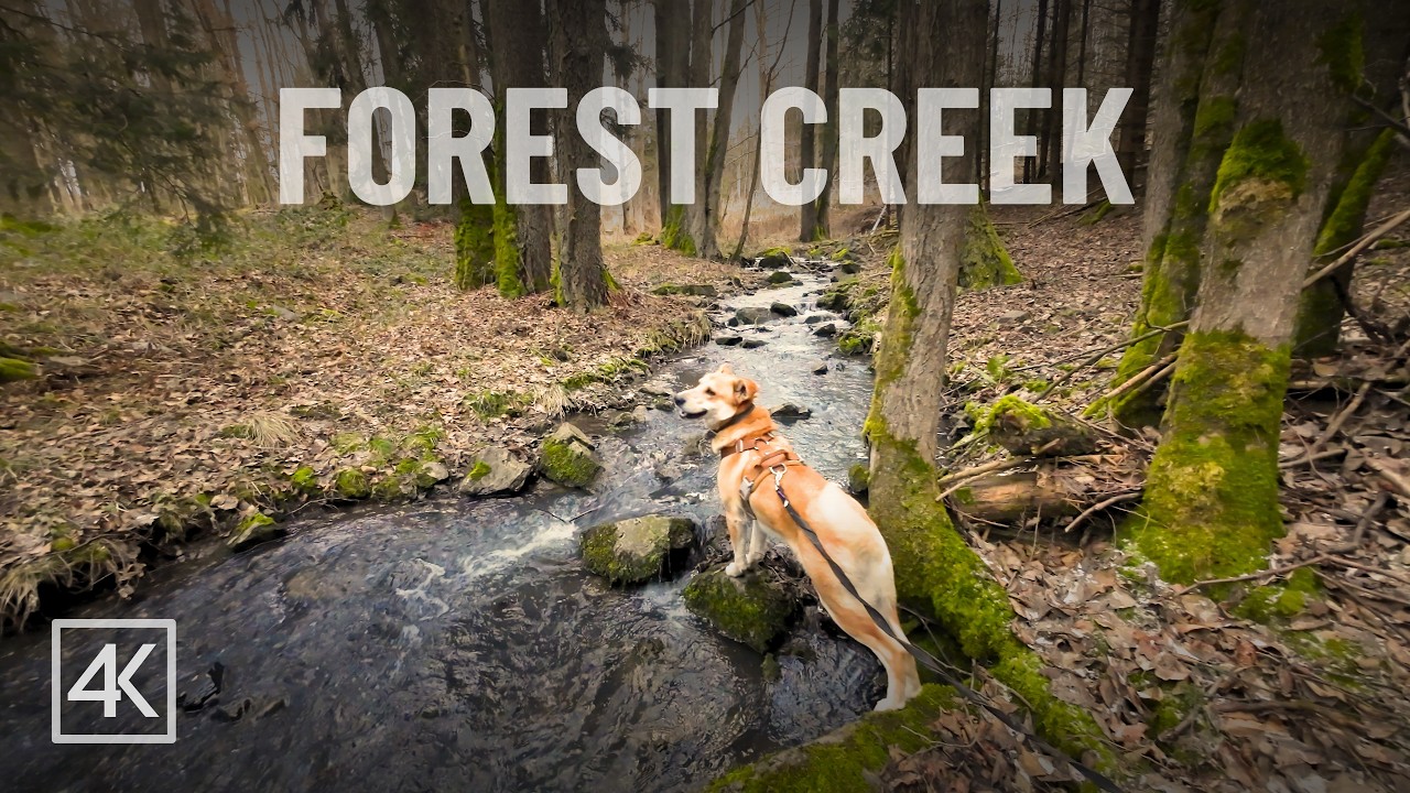 Walk to the Forest Creek | Relaxing Music | Dog & Walk | 4K Ultra HD ...