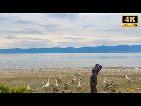 Sakin Bir Göl Kenarında Harika Gitar Müziği Eşliğinde Huzur