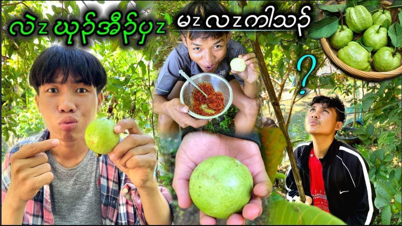 .! They will steal malaka fruit.😋🤭 - YouTube