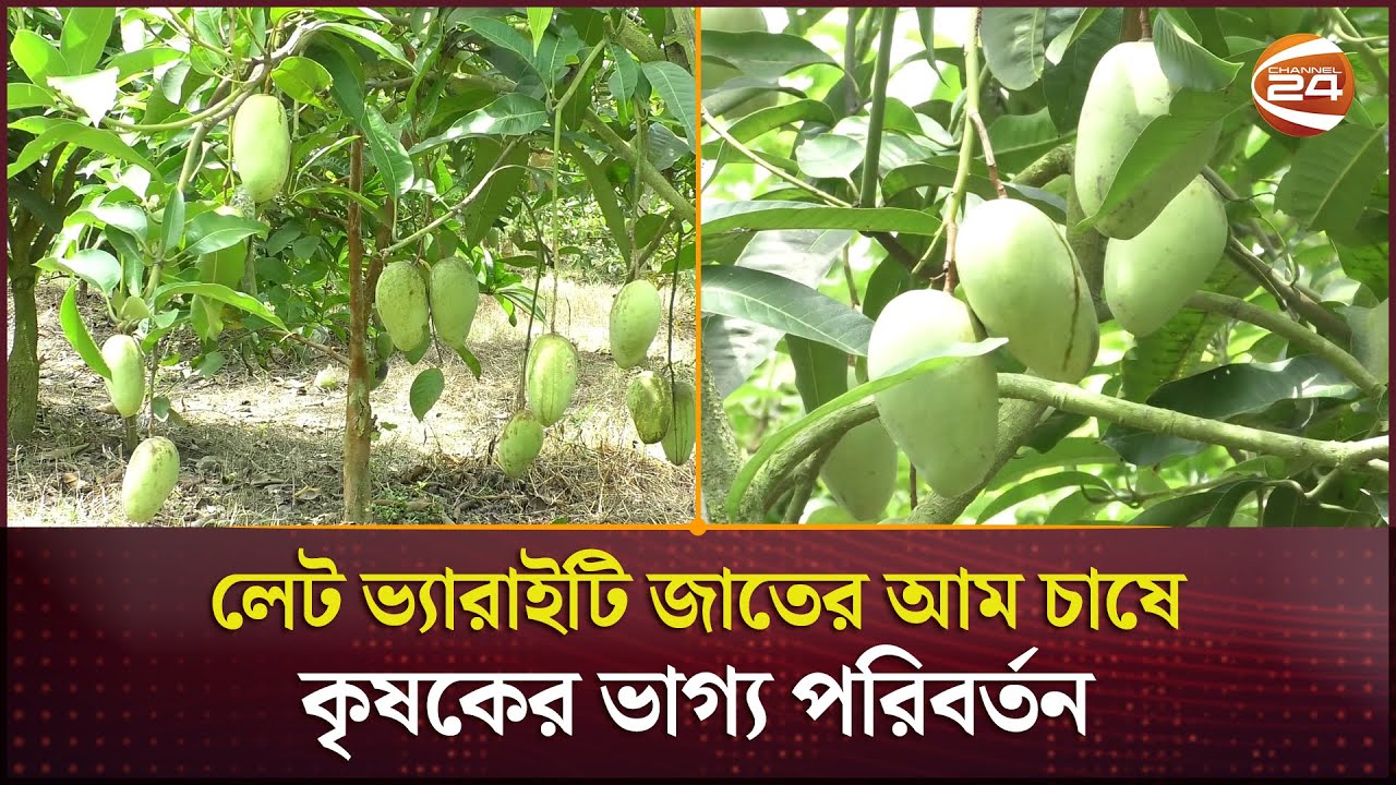 লেট ভ্যারাইটি জাতের আম চাষ করে সফল কৃষকরা | Natore Mango | Channel 24 ...
