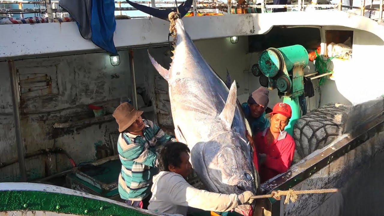 Massive 600-Pound Bluefin Tuna: From Ocean to Sashimi! - YouTube