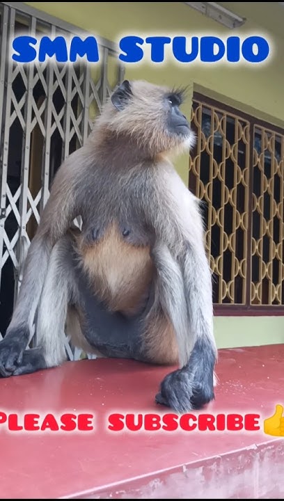 Viral Hanuman #smm_studio #langoor #hanuman #monkey - YouTube