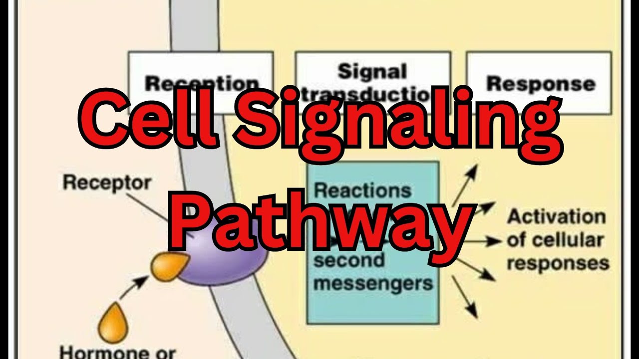 Cell Signaling Pathway process explanation || CSIR NET Life Science ...