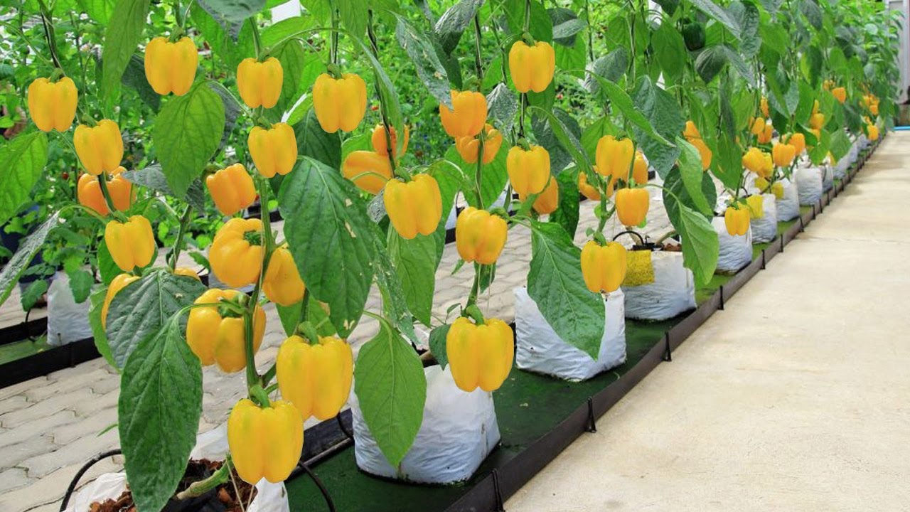 Everyone should know this plant breeding technique (It's very easy ...