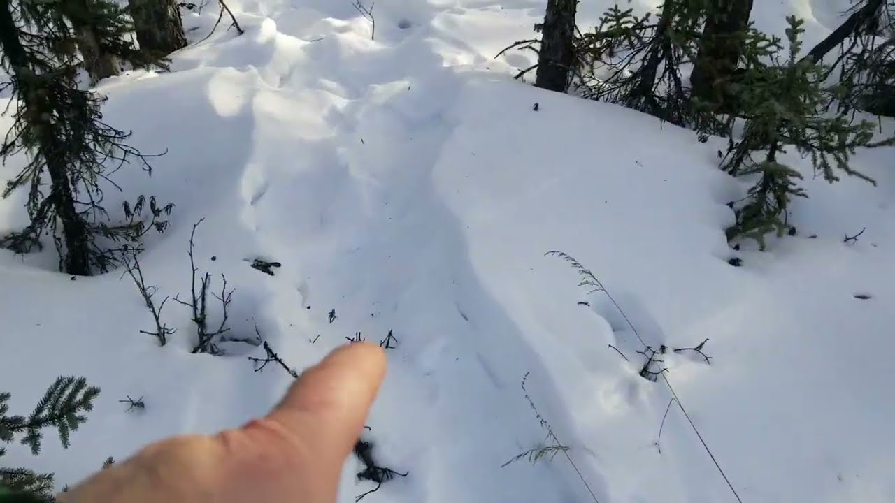 how to trap pine marten and play the wind - YouTube