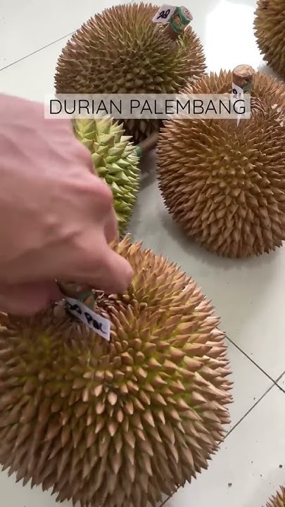 DURIAN LOKAL PALEMBANG #durian #durianlokal #masduren - YouTube