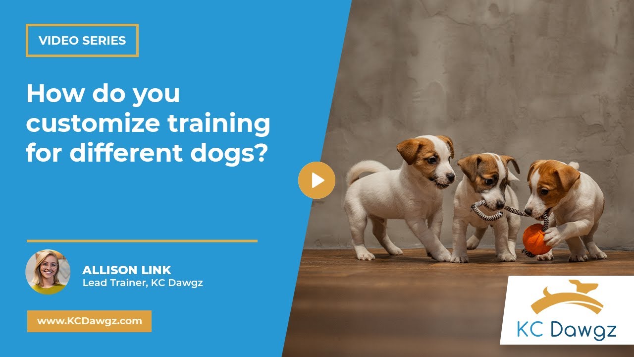 How do you customize your dog training programs to suit the needs and ...