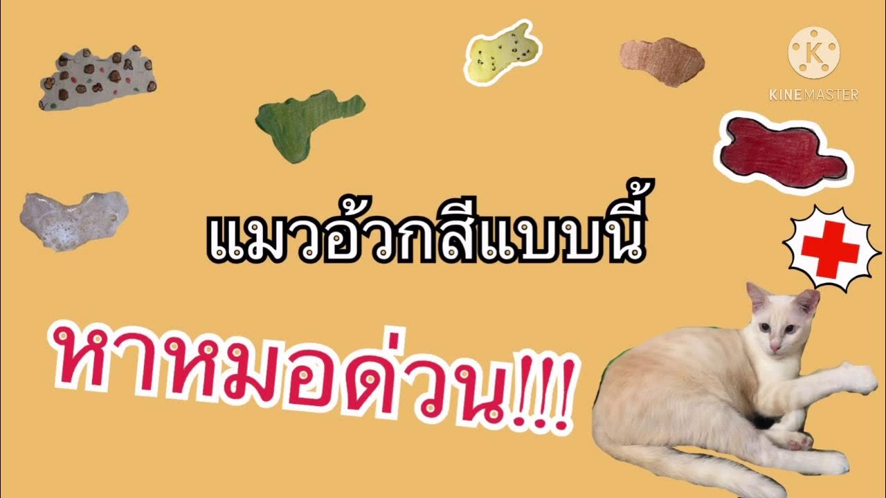 แมวอ้วกสีแบบนี้หาหมอด่วน！ - YouTube