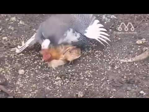 Beç tavuk ile normal tavuk  kırması