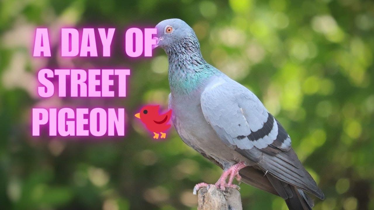 A Day of Pigeon 🐦 / From street to stories / A Day in street of pigeon ...