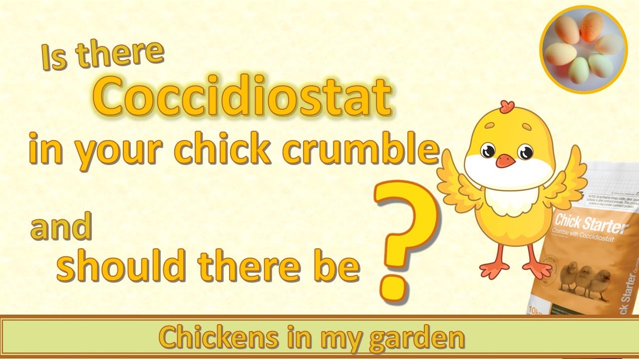 Chick feed and Coccidiostat - YouTube