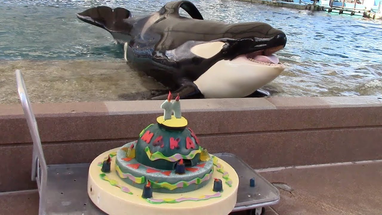 Killer Whales Up Close Tour on Makaio's 11th Birthday - SeaWorld ...