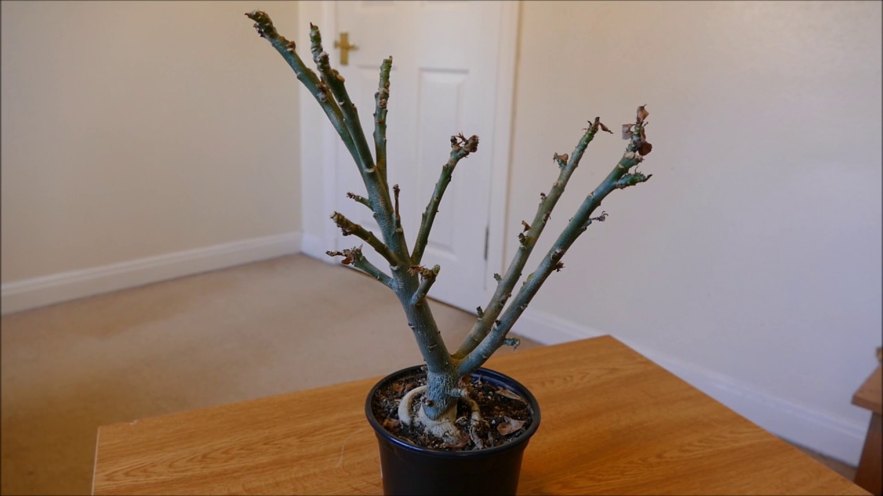 Adenium Update, Dormant 2017 - YouTube