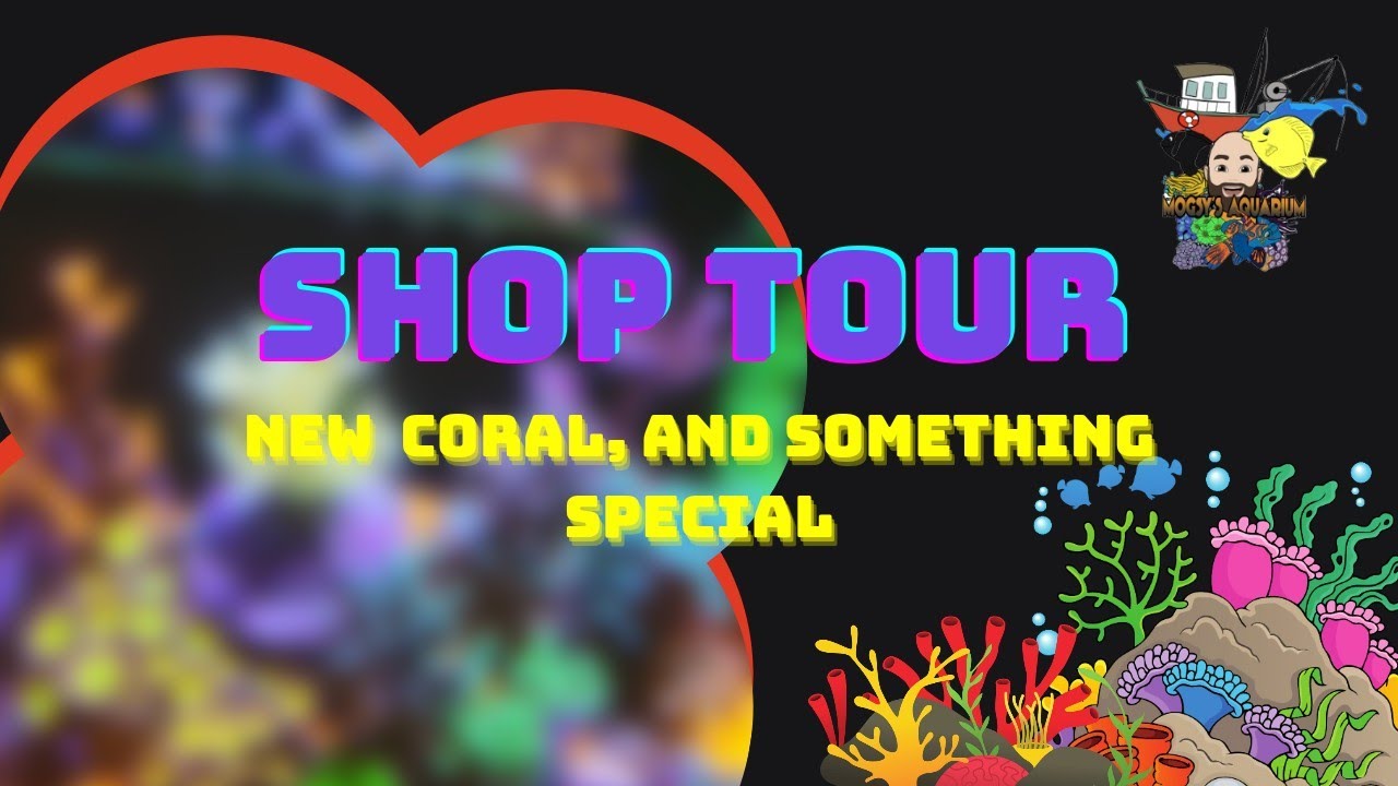 LFS shop tour, New Coral, Pico Update, and much more - YouTube