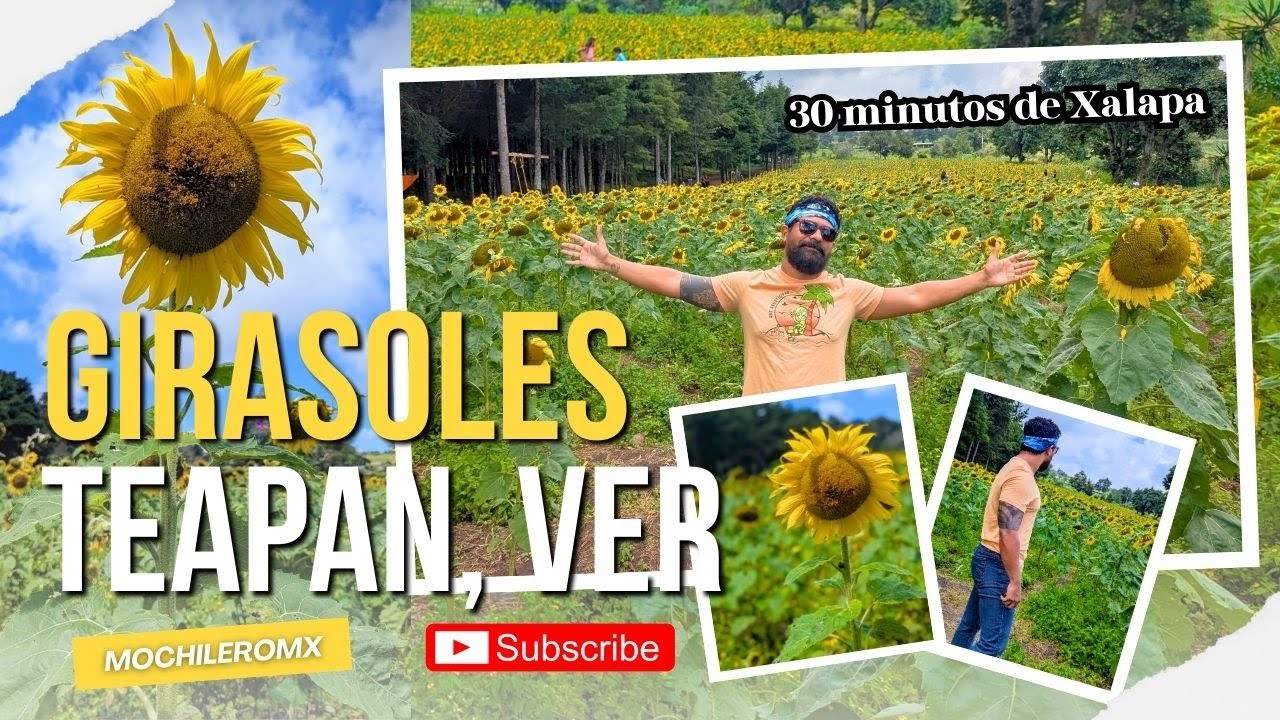 Campos de Girasoles en Rafael Lucio, Veracruz | Teapan, San miguel | Girasoles del bosque ...