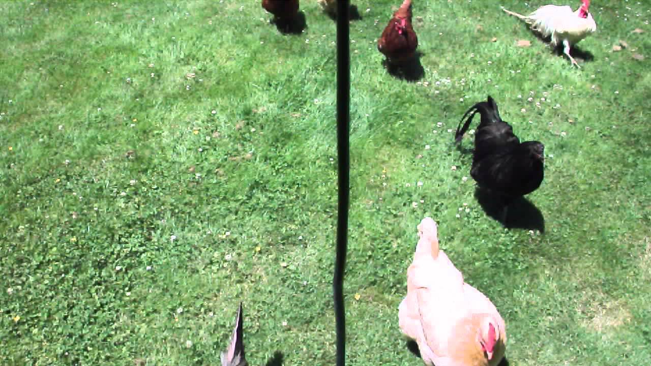 Hungry Chickens Chase Their Food, Funny Chicken Running - YouTube