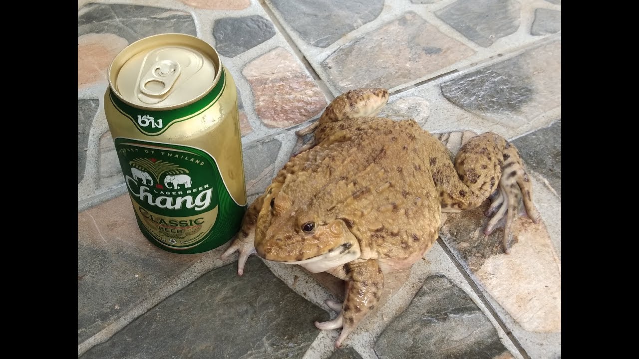 Frog Dinner Preparation - YouTube