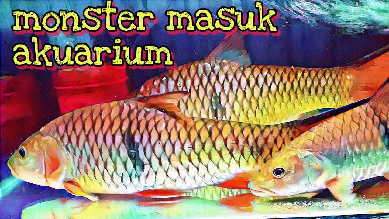 ikan hampala terbesar.ikan predator sungai arus deras - YouTube