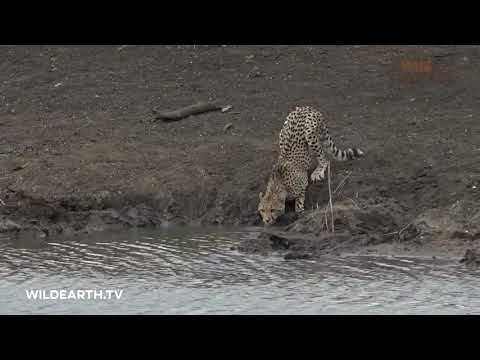 Crocodile catches cheetah (Krokadilin Bebir Ovu)