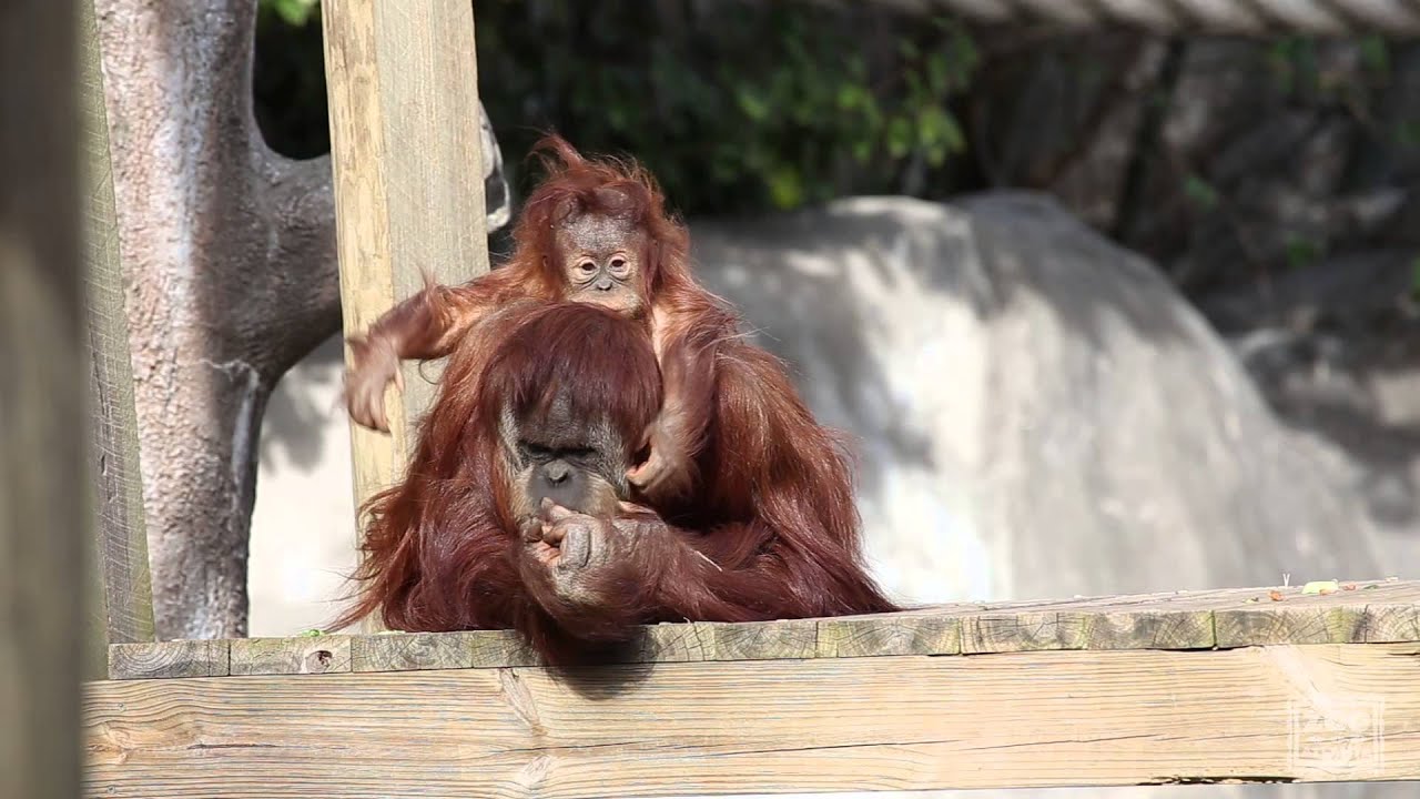 A Warm Winter's Day for Orangutan Relaxing - YouTube
