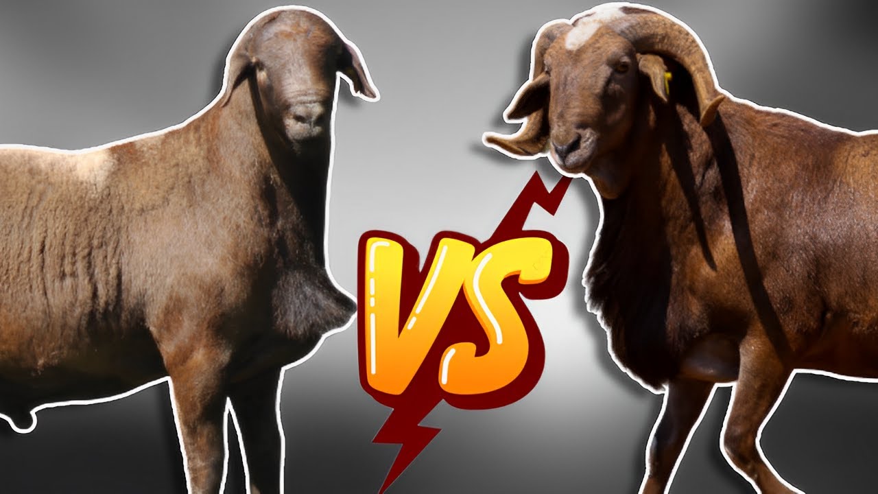 Meatmaster VS Damara | Which One to Choose? - YouTube