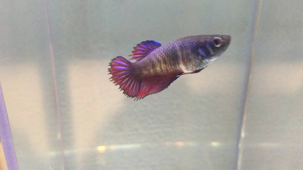 Multicolour Combtail Female Betta - YouTube