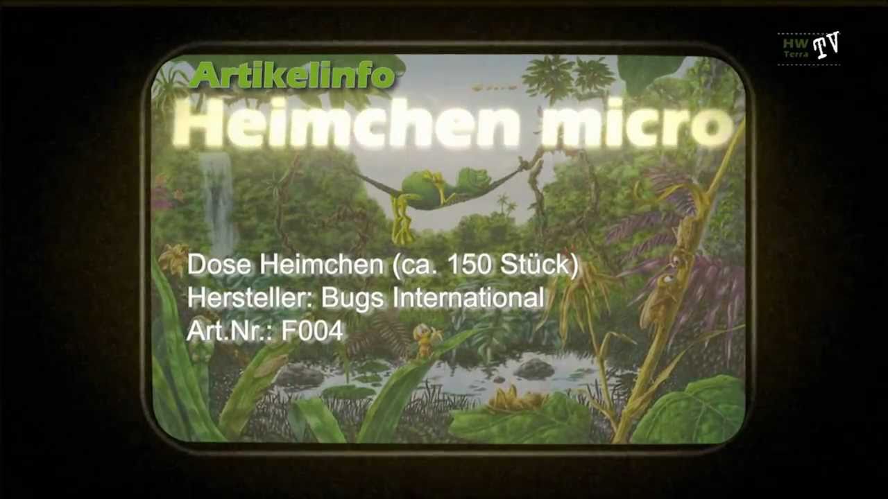Heimchen micro im Portrait (Inhalt: 150 Stck.) - YouTube