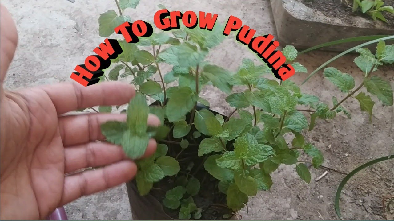 How to grow mint leaf (pudina) by cuttings - YouTube
