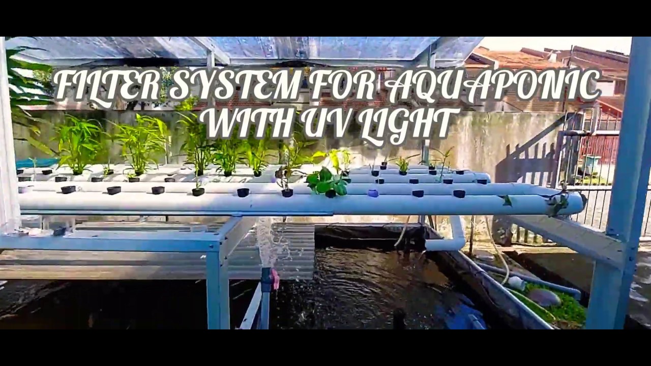 How to Aquaponic filter system with UV Light | blue barrel, fishermen's ...
