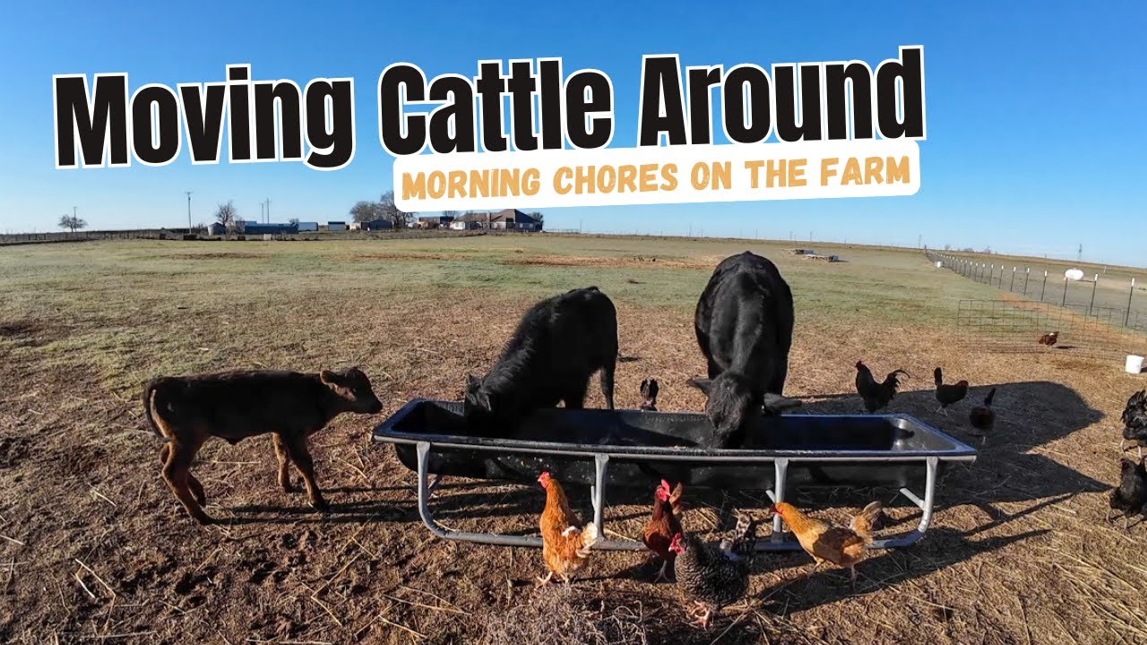 Moving Cattle Around | Real Life on the Farm | Farm Chores - YouTube