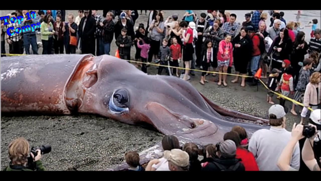 Top 10 biggest fish in the world 2020-2021 - YouTube