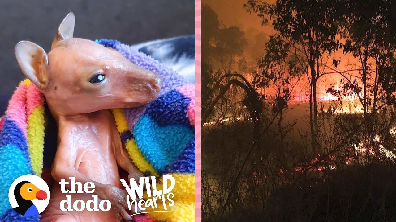 Tiny Pink Baby Wallabies Are Being Saved From The Australia Fires | The ...