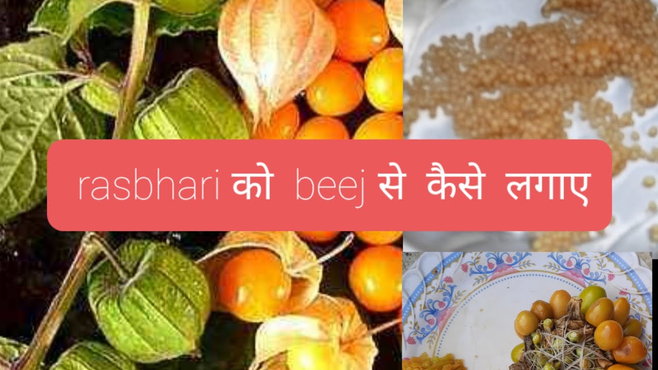 rasbhari को seed se कैसे लगाए/ how to grow golden yellow raspberry from ...