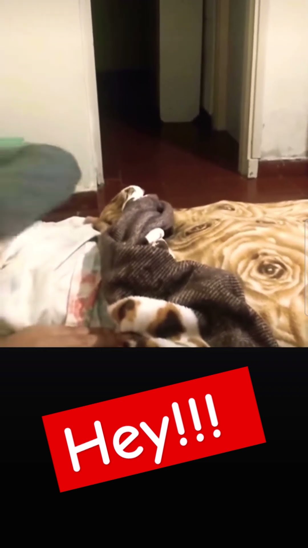 Hey!!! Que es? #humor #viralvideo #viralshorts #funnymemes #memes #dog ...