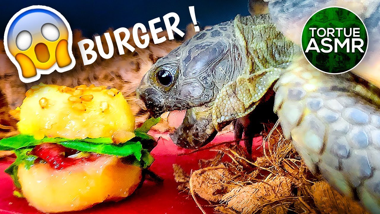 Turtle Eating BURGER (Fruits / Food) Tortoise ASMR Animal #shorts - YouTube