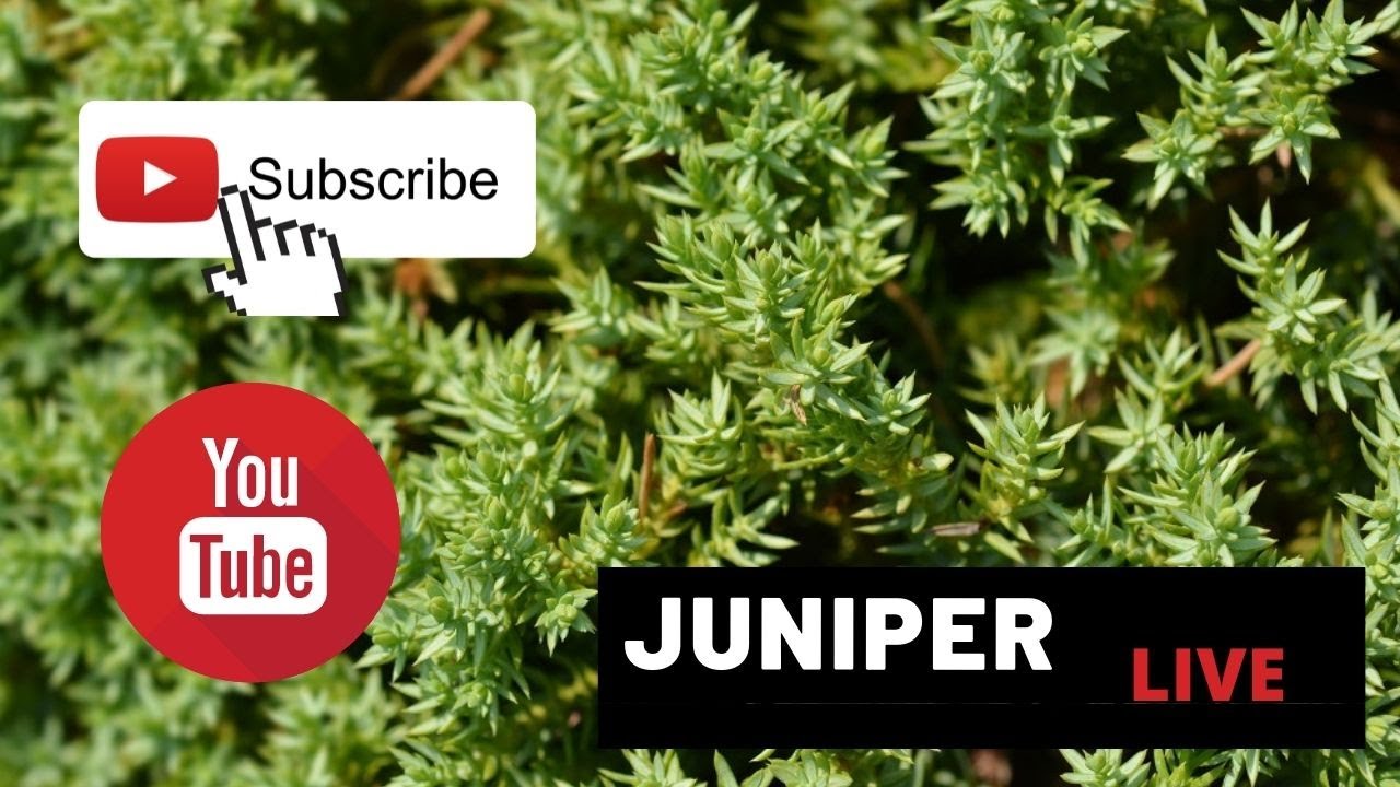 Juniper live demo - YouTube