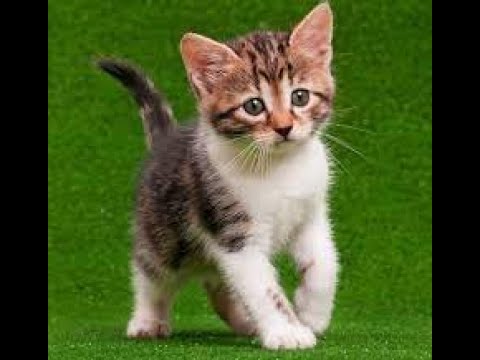 Cute And Funny Pets Try Not To Laugh To These Pets Compilation 7 Cutest ...