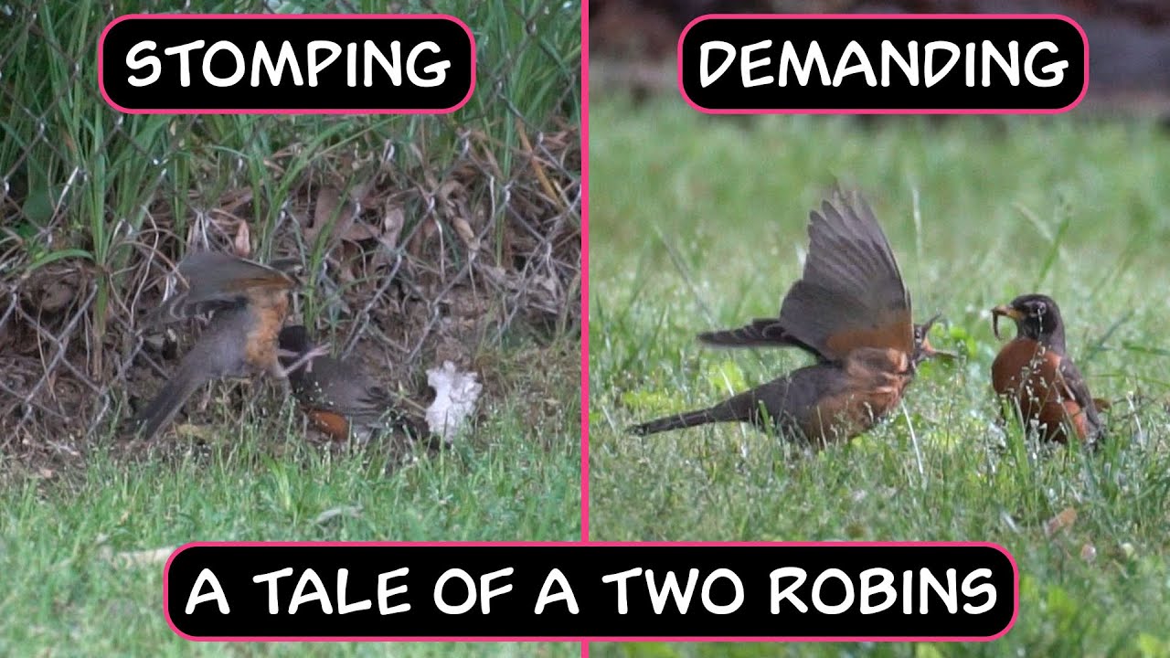 Baby Robin Stomping and Demanding Food While The Parent Ignores But ...