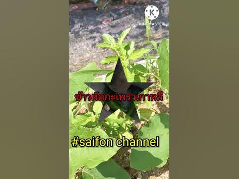 ข้าวผัดกะเพราเกาหลี #saifon channel - YouTube