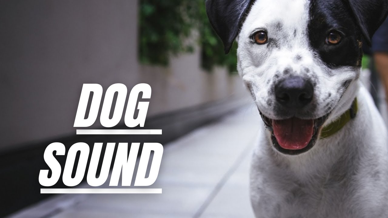 Barking Dog Sound Effect Loud | Dog Barks Sounds | Kingdom Of Awais ...