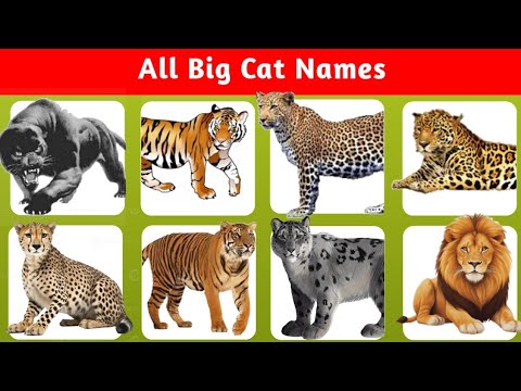 All Big Cat Names | Comparison Video - YouTube