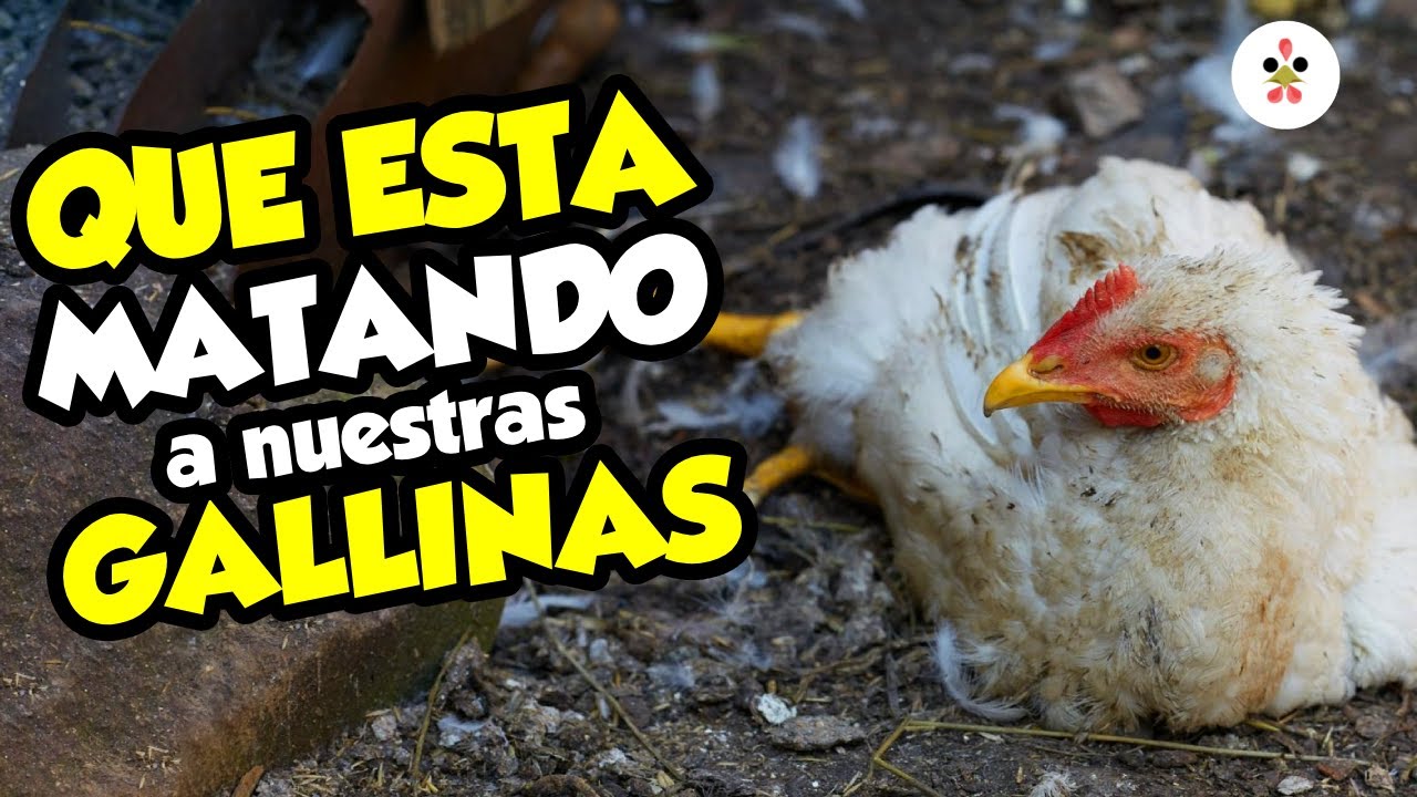 ¿Qué esta matando a mis gallinas? Las 12 principales causas de muerte ...