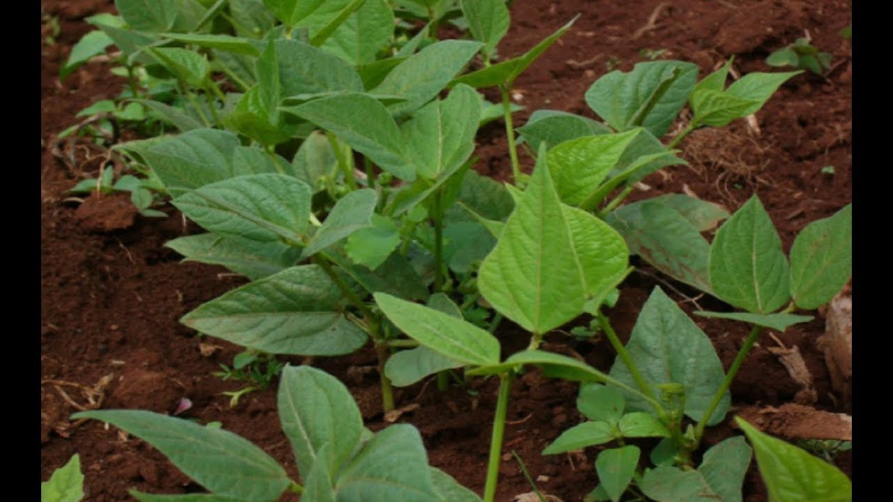 The importance of preparing the land for the cultivation of pulses ...