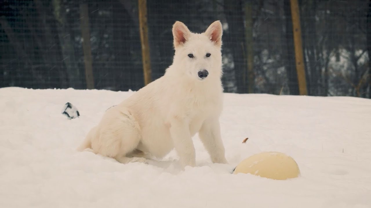 Dire wolf brought back from extinction after 13,000 years - YouTube