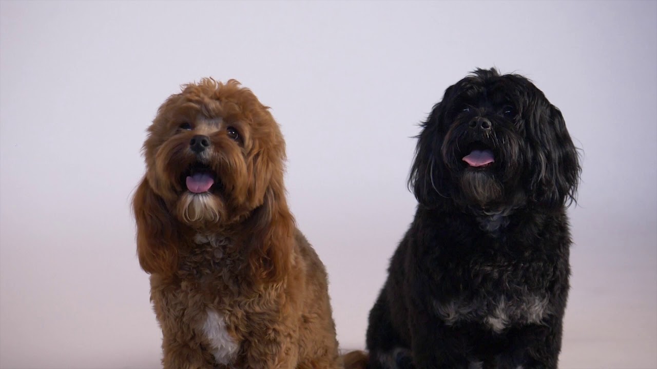 Two puppies side by side - YouTube