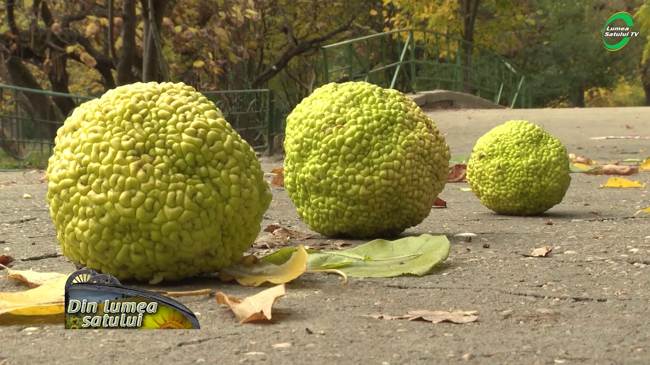 Ce este Maclura? - YouTube