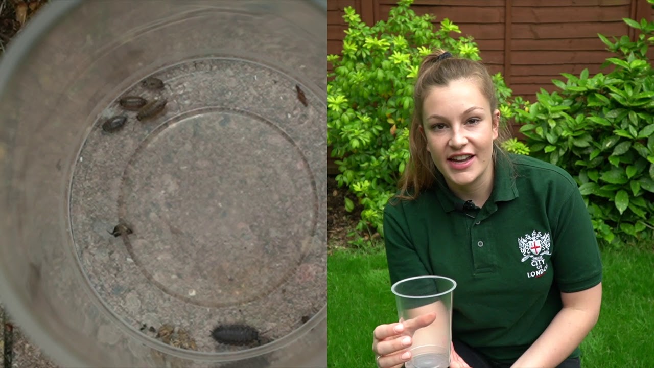 Go on a bug hunt - YouTube