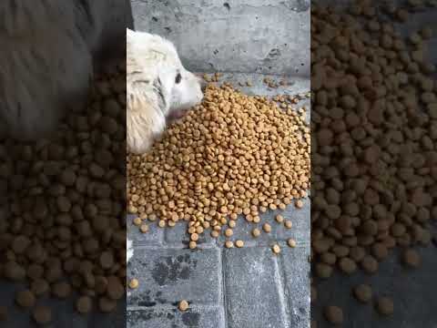 ATILANLAR, AÇ KALANLAR, ZORDA OLANLAR...HÜZÜN MUTLULUK TÜM DUYGULAR BİRARADA