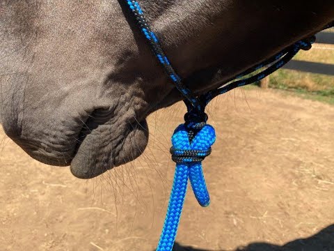 How to tie a rope halter to a horse lead rope